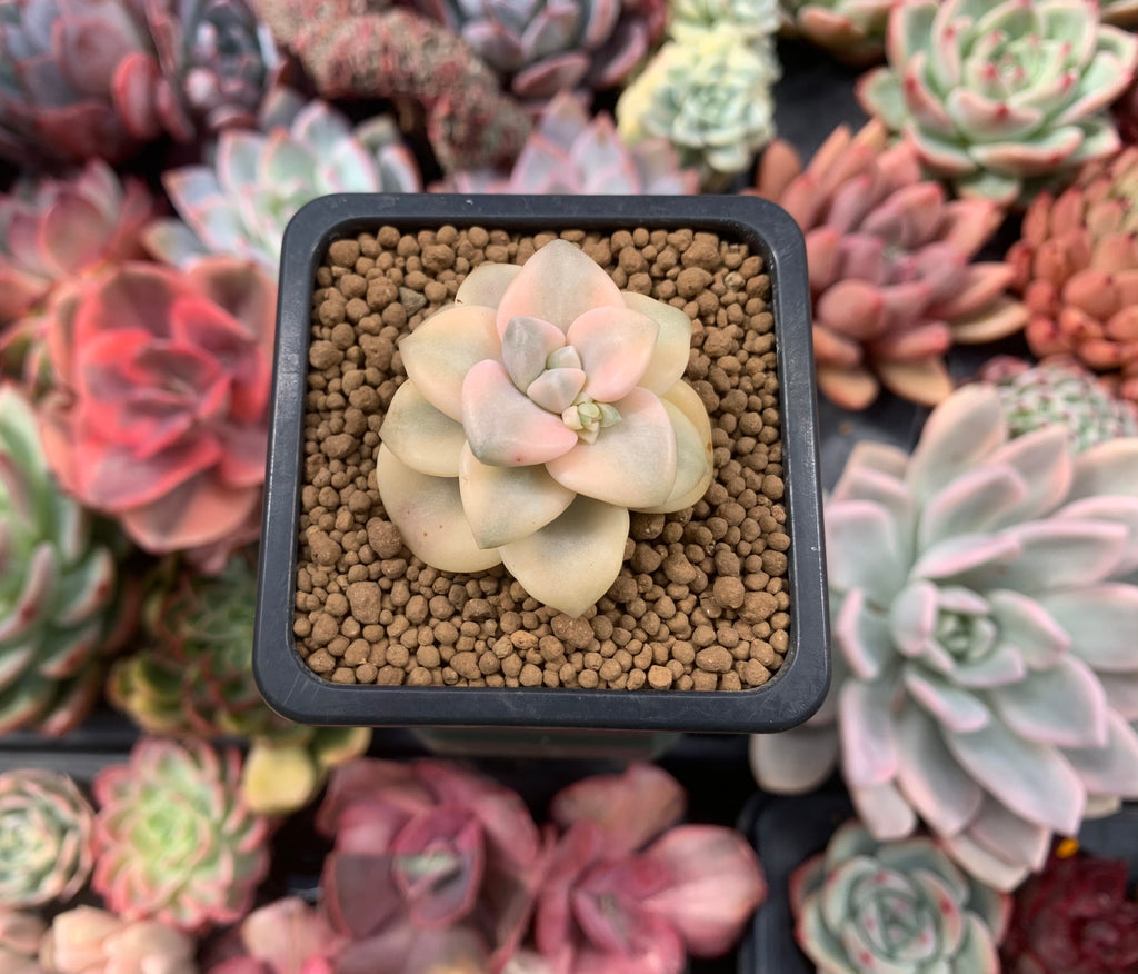 Graptoveria 'Titubans' Variegated 1"-2 Succulent Plant – True ...