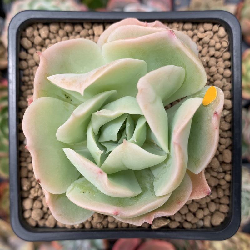 Echeveria 'Blade Runner' 2" Succulent Plant – True Succulents Plant Co.