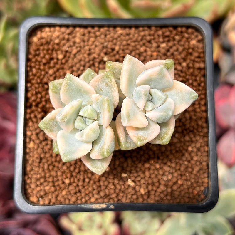 Graptoveria 'Titubans' Variegated 2” Succulent Plant – True Succulents ...