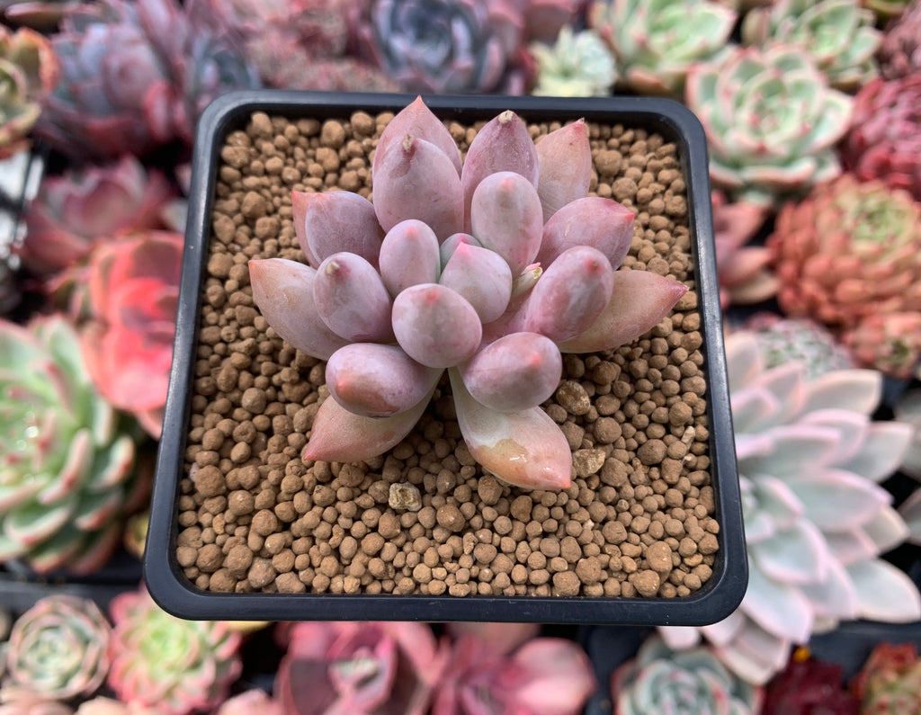 Pachyveria 'Venus 2" Succulent Plant – True Succulents Plant Co.