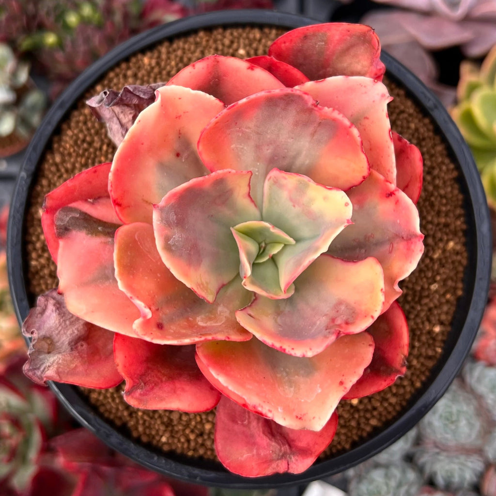 Echeveria 'Suyon' Variegated 4" Succulent Plant – True Succulents Plant Co.