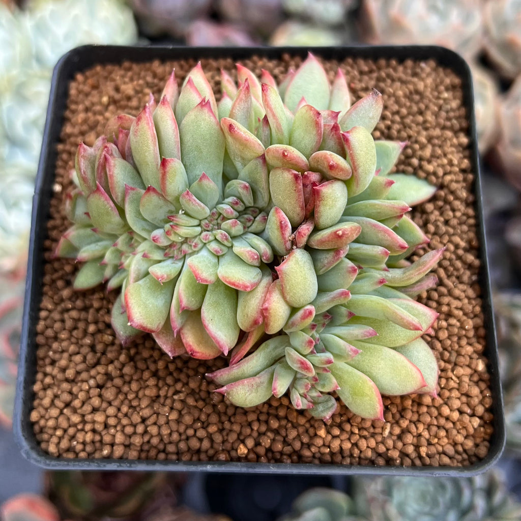 Echeveria 'Ratam' Crested 3" Succulent Plant – True Succulents Plant Co.