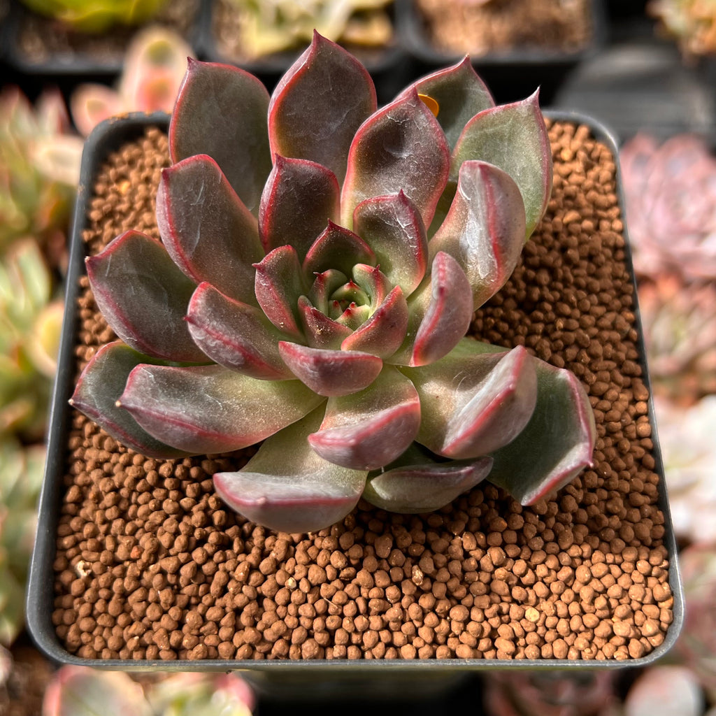 Echeveria Agavoides 'Red Bell' 2" Succulent Plant – True Succulents ...