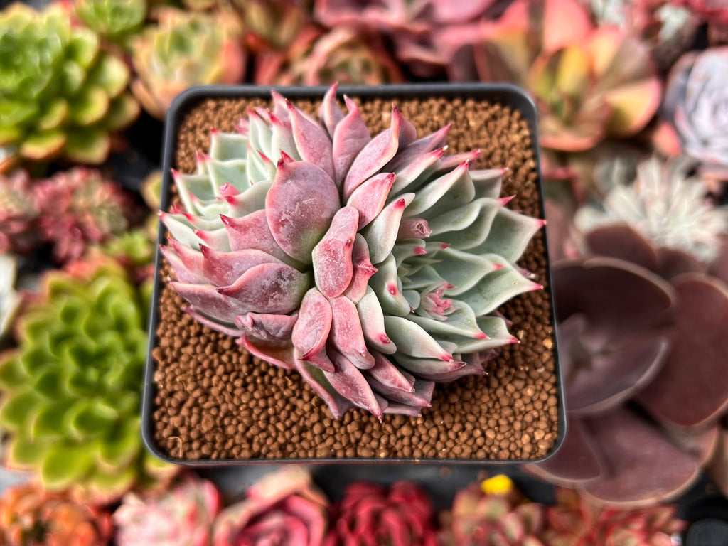 Echeveria 'Pink Ice' 2"-3" Cluster Succulent Plant – True Succulents ...