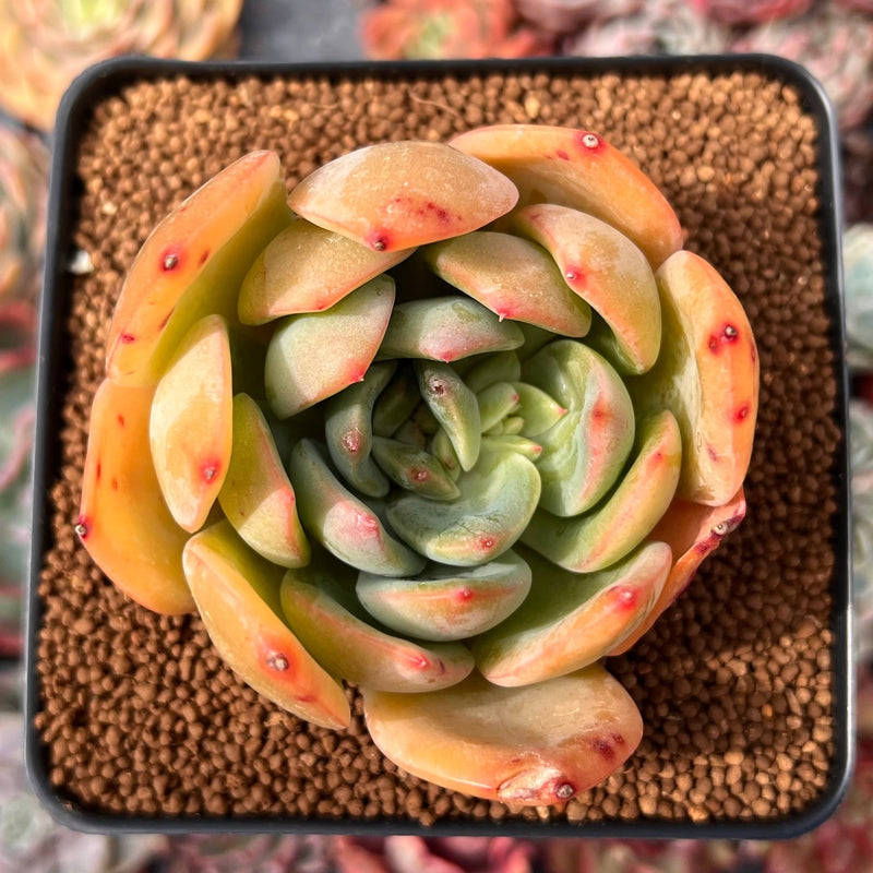 Echeveria 'Red Glow' 2"-3" Succulent Plant – True Succulents Plant Co.