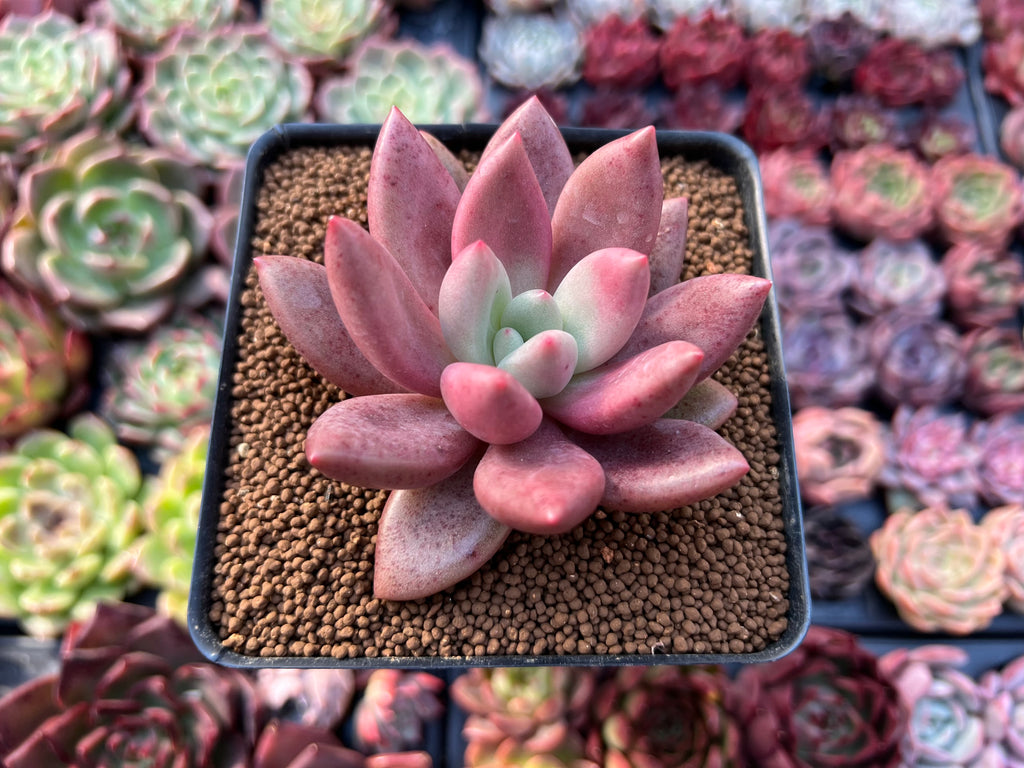 Graptoveria 'Ruby Donna' 3" Succulent Plant – True Succulents Plant Co.