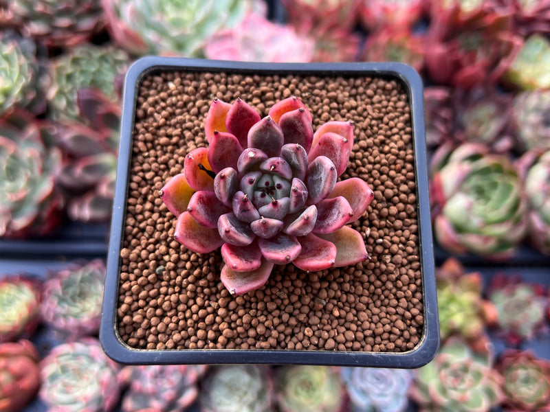 Echeveria Agavoides 'Red Tip' 1" Succulent Plant – True Succulents ...