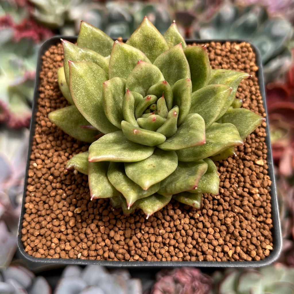 Echeveria Agavoides 'Leopard Maria' Variegated/Mutated 2" Succulent Pl ...