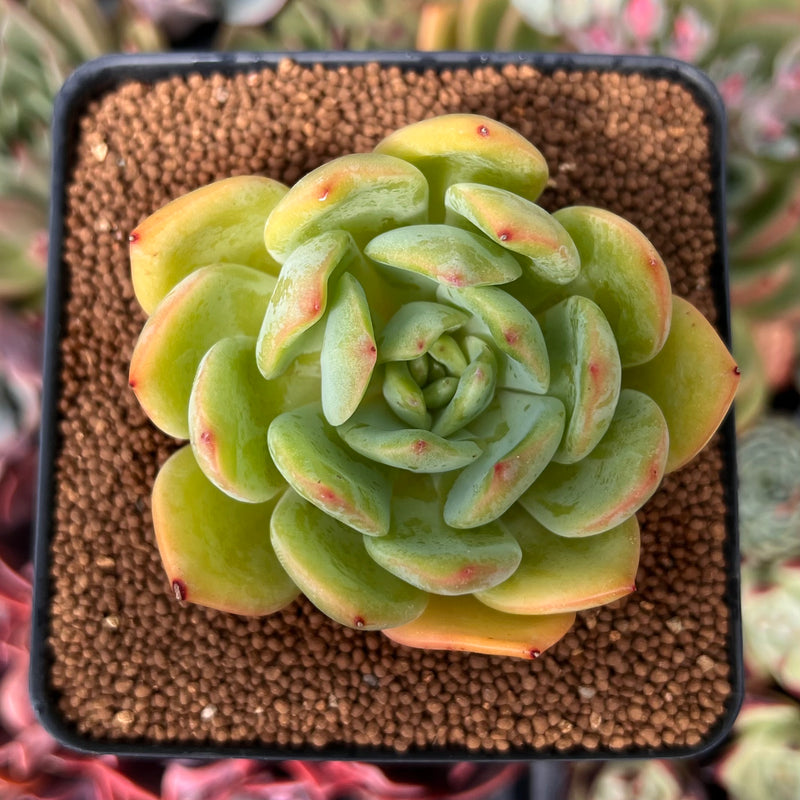 Echeveria 'Red Glow' 2"-3" Succulent Plant – True Succulents Plant Co.