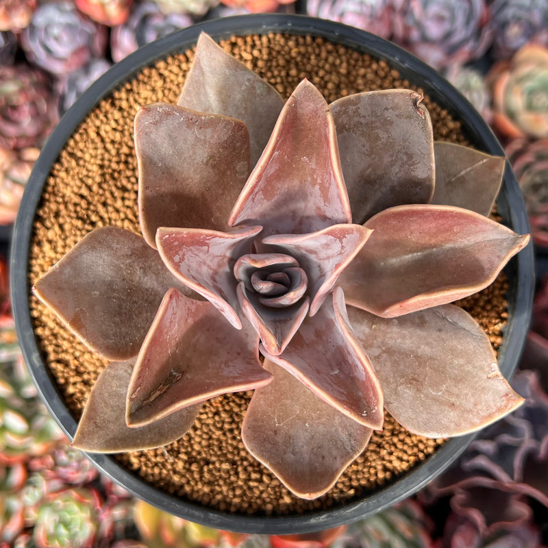 Echeveria 'Rodolfi' 4" Succulent Plant – True Succulents Plant Co.
