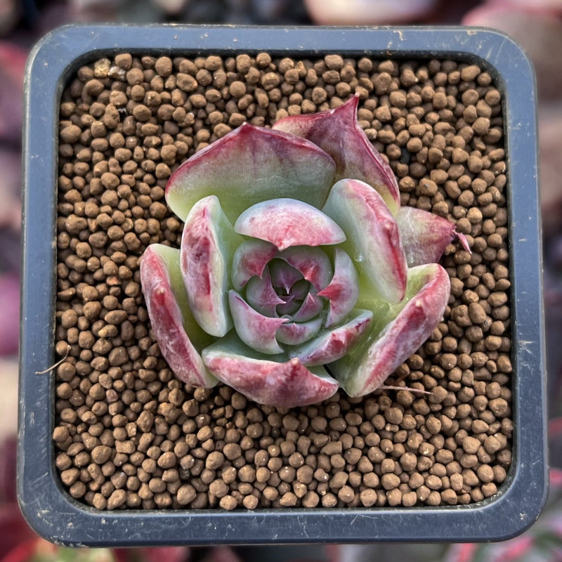 Echeveria 'Casio' Variegated 1" Succulent Plant – True Succulents Plant Co.