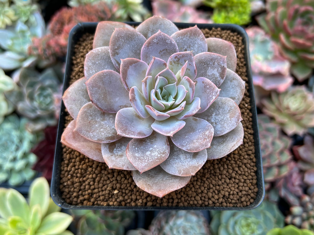 Echeveria 'Grouse' 3" Succulent Plant – True Succulents Plant Co.