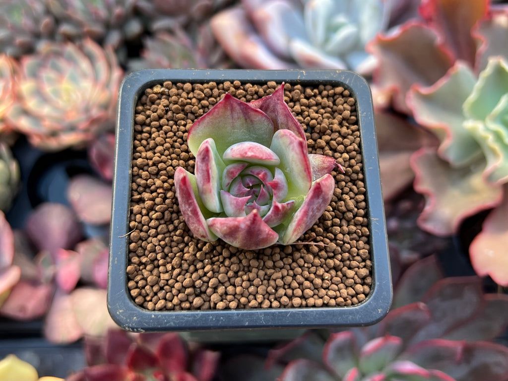 Echeveria 'Casio' Variegated 1" Succulent Plant – True Succulents Plant Co.