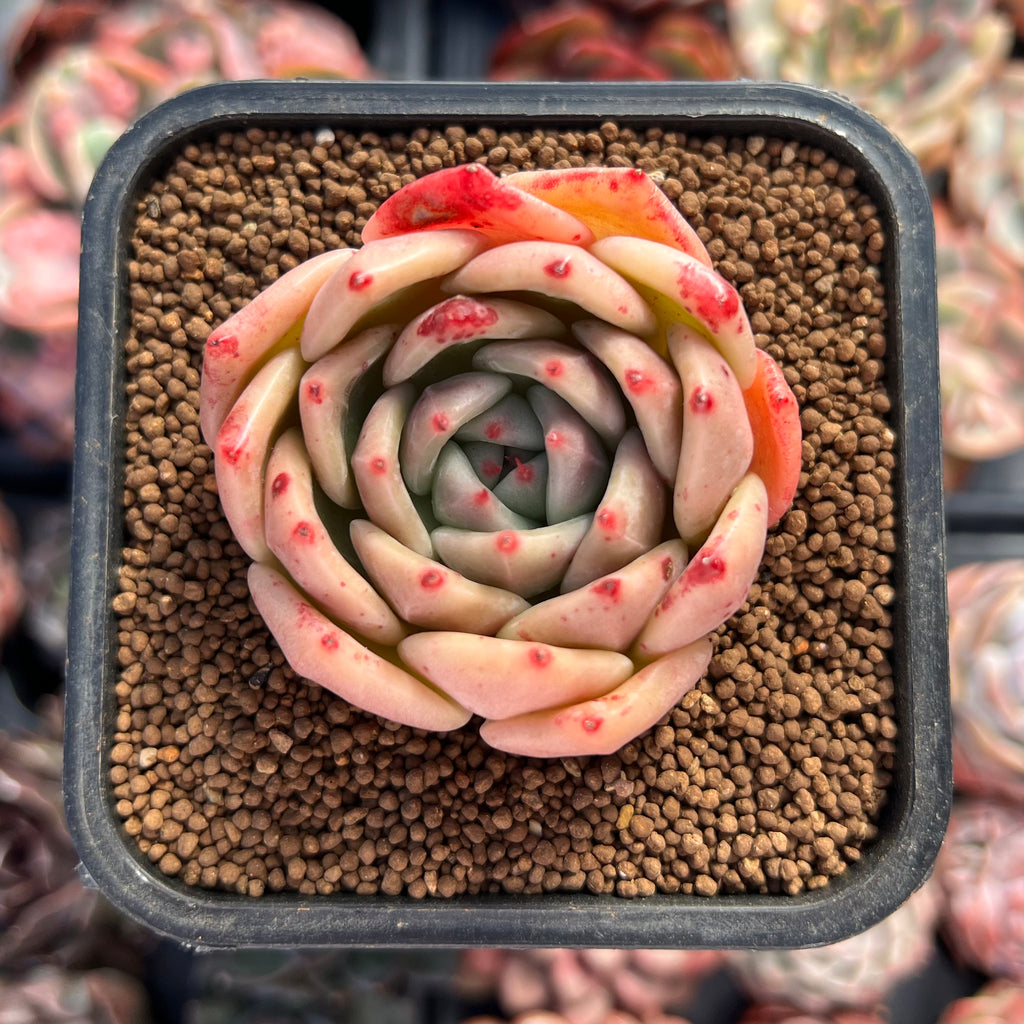 Echeveria 'Fila' 2" New Hybrid Succulent Plant – True Succulents Plant Co.