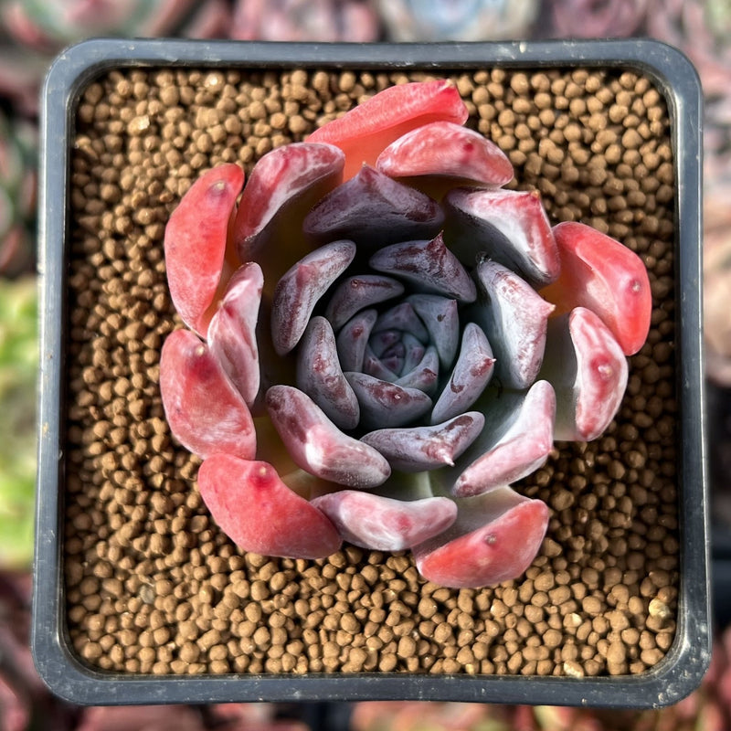 Echeveria 'Colorata Brandtii' 2" Succulent Plant – True Succulents ...
