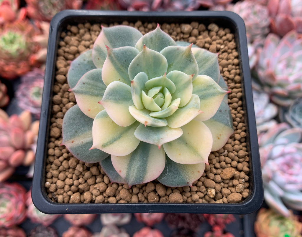 Echeveria 'Bluette' Variegated 4" Succulent Plant – True Succulents ...