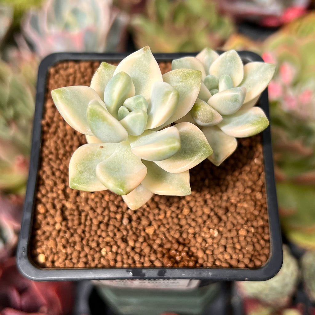 Graptoveria 'Titubans' Variegated 2” Succulent Plant – True Succulents ...