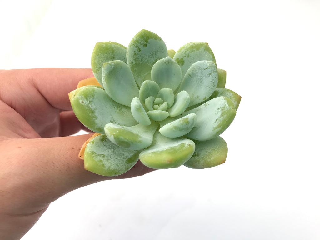 Echeveria 'Chloe' 3" Succulent Plant – True Succulents Plant Co.