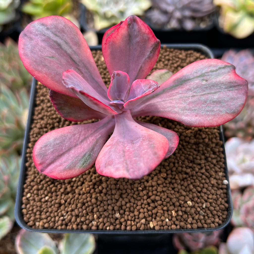 Echeveria 'Angel Wing' 2" Variegated Succulent Plant – True Succulents ...