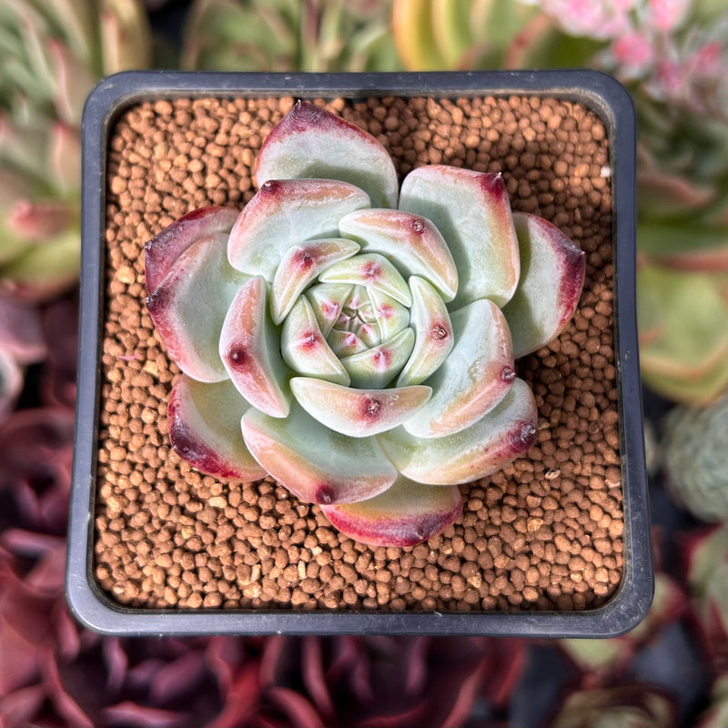 Echeveria 'Ratam' 2" Succulent Plant – True Succulents Plant Co.