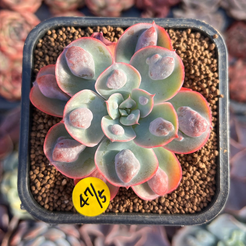 Echeveria 'Raindrop' 2" Succulent Plant – True Succulents Plant Co.