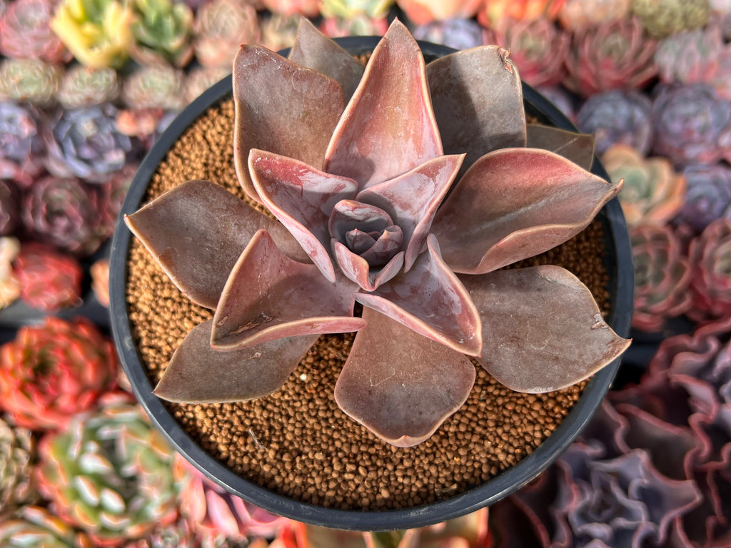 Echeveria 'Rodolfi' 4" Succulent Plant – True Succulents Plant Co.