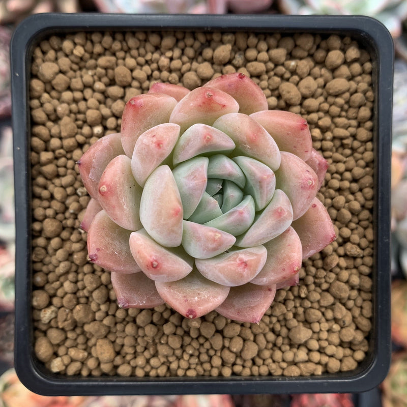Echeveria 'Colby' 2" Succulent Plant – True Succulents Plant Co.