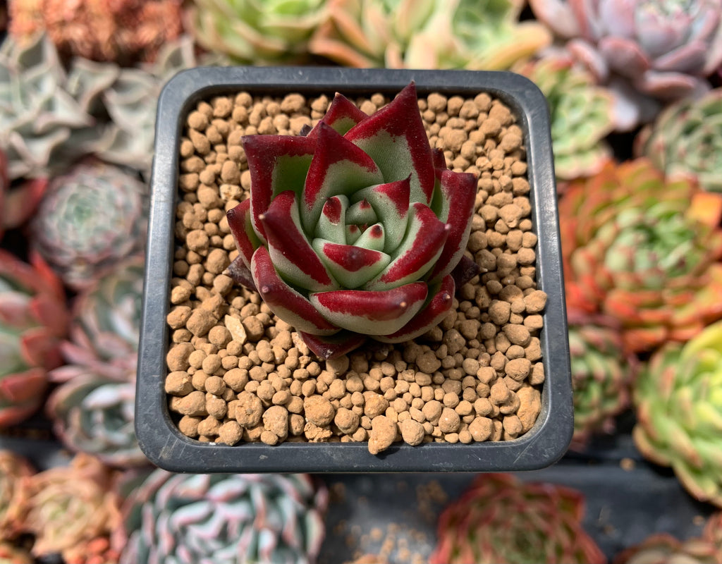 Echeveria Agavoides 'Casio' 2" Succulent Plant – True Succulents Plant Co.