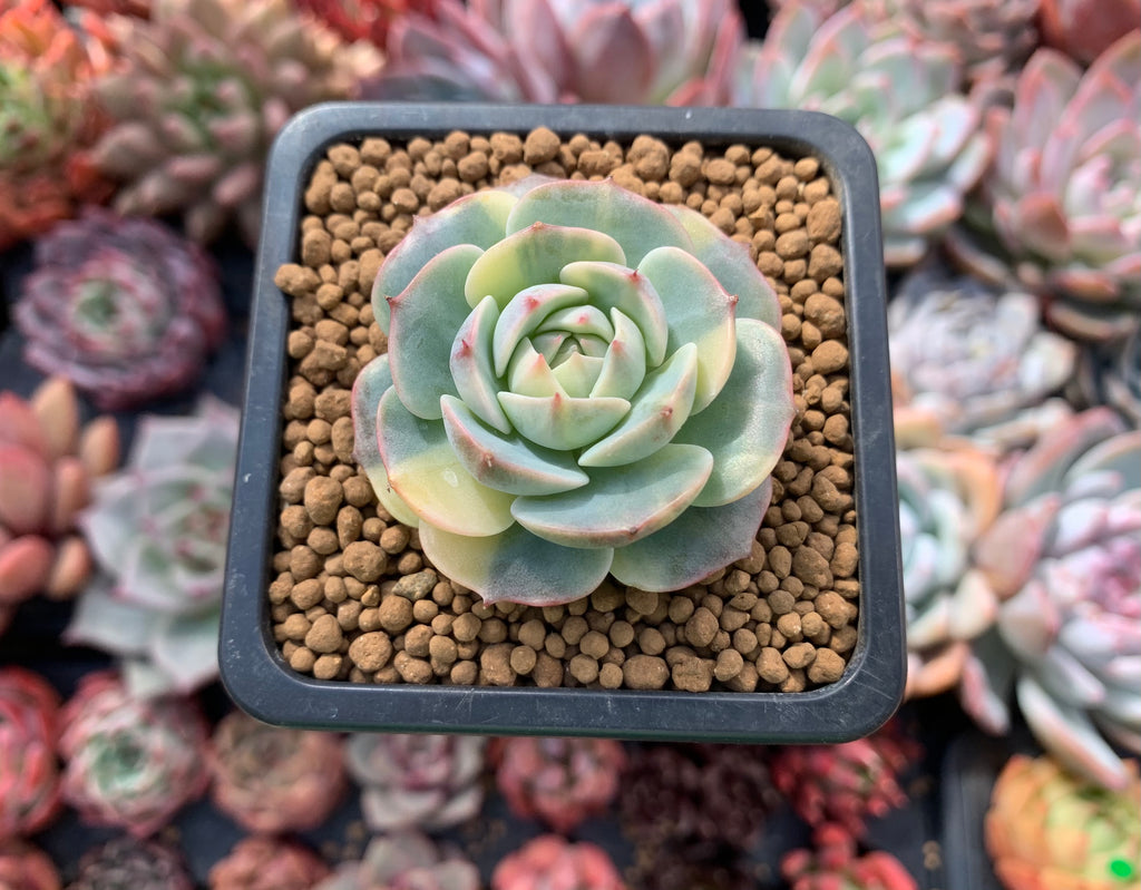 Echeveria 'Bluette' Variegated 1"-2" Succulent Plant – True Succulents ...