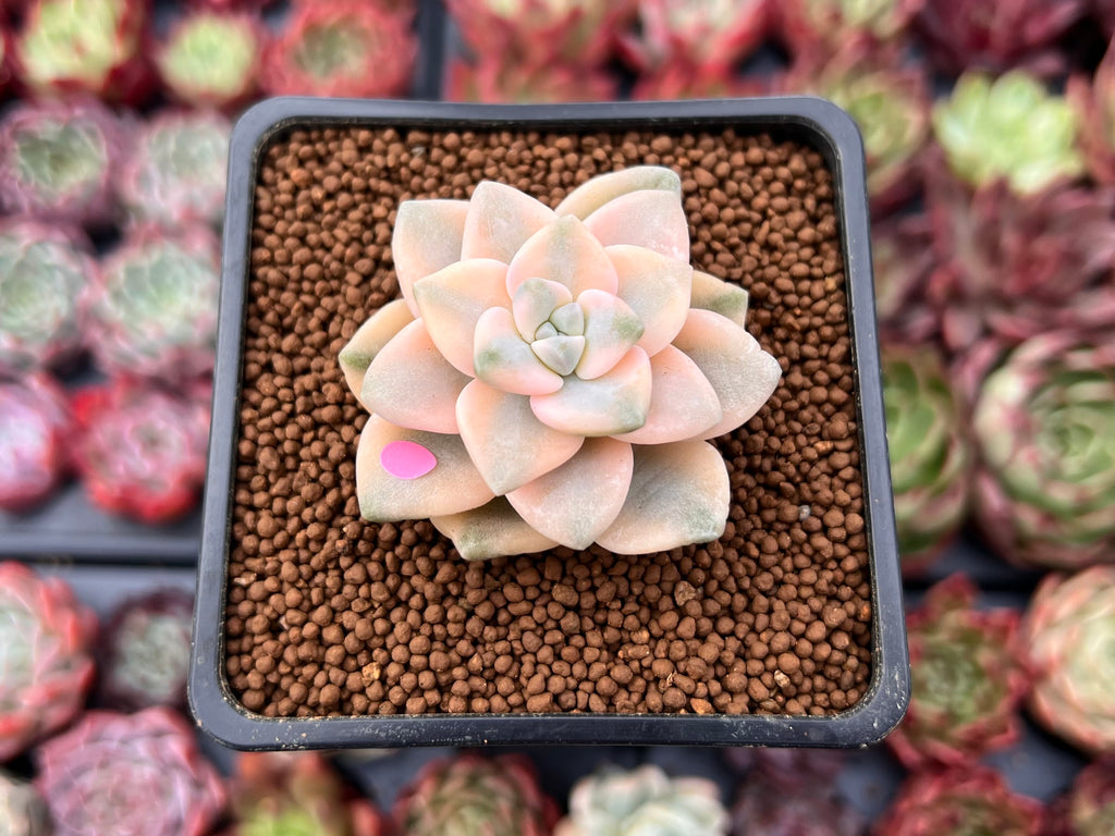 Graptoveria 'Titubans' Variegated 1” Succulent Plant – True Succulents ...