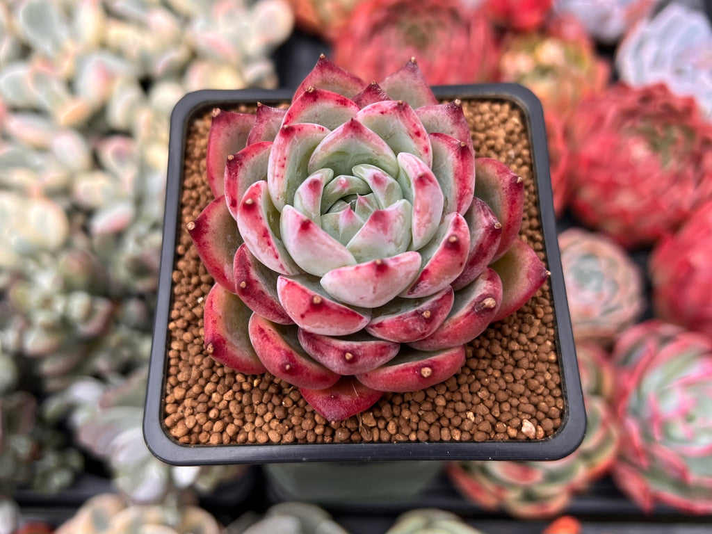 Echeveria 'Ratam' 2" Succulent Plant – True Succulents Plant Co.