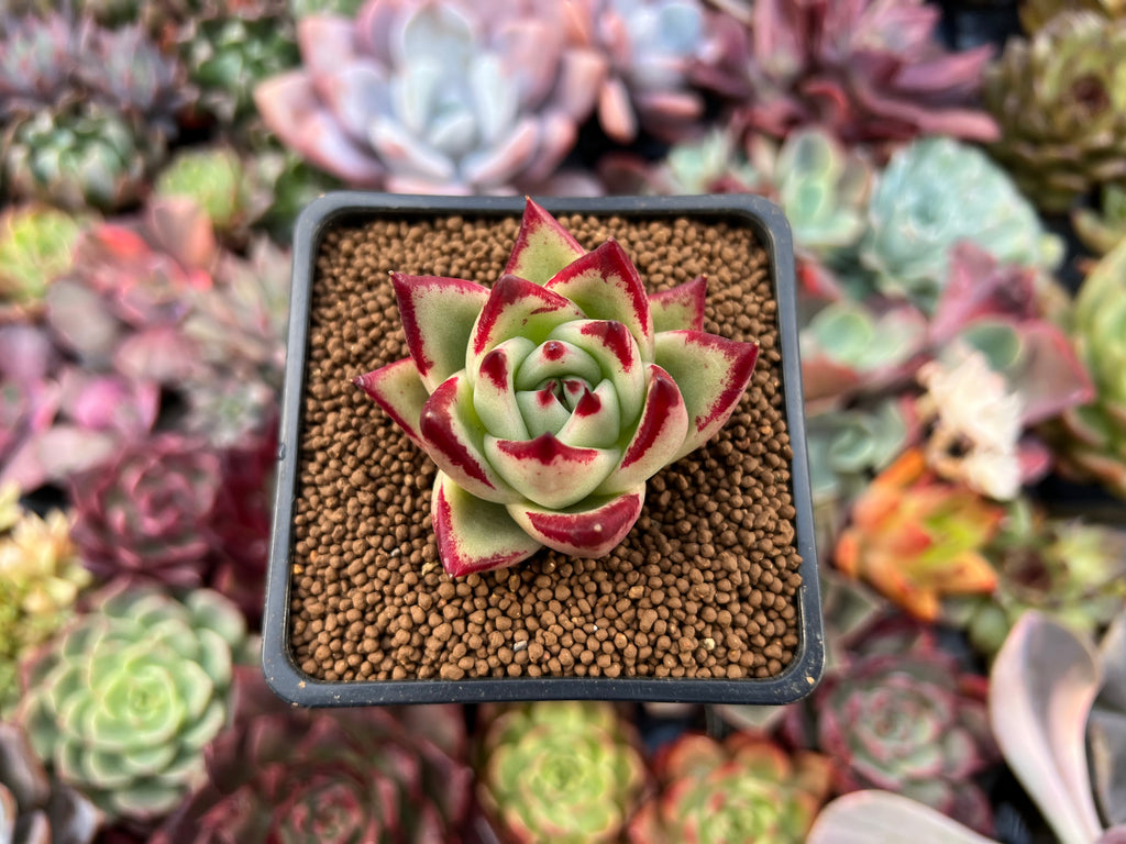 Echeveria Agavoides 'Casio' 1"-2" Succulent Plant – True Succulents ...