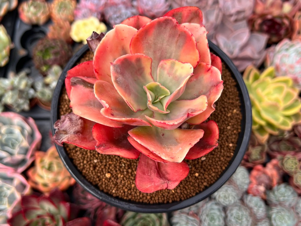 Echeveria 'Suyon' Variegated 4" Succulent Plant – True Succulents Plant Co.