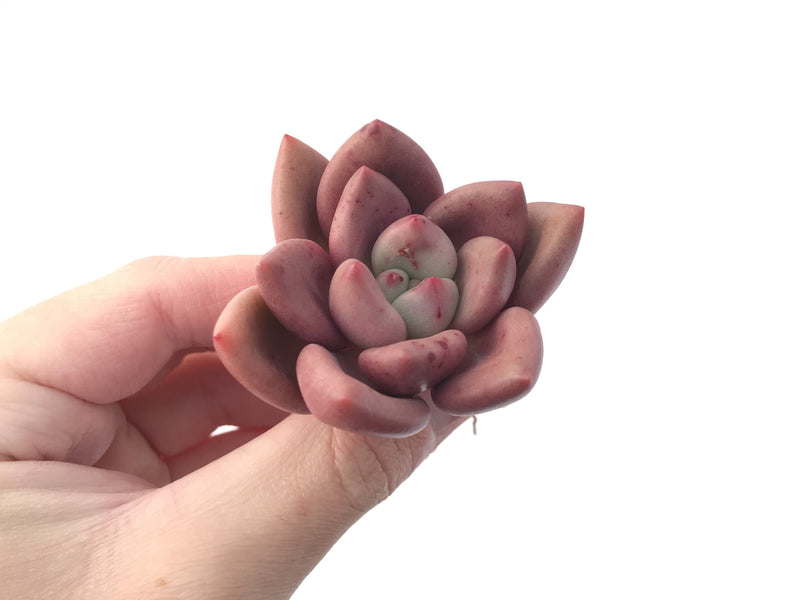 Graptoveria 'Ruby Donna' 2" Succulent Plant – True Succulents Plant Co.