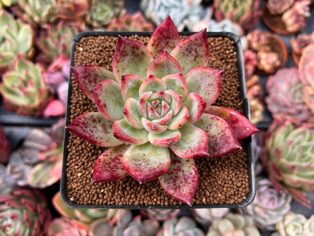 Echeveria 'Ratam' 3"-4" Succulent Plant – True Succulents Plant Co.
