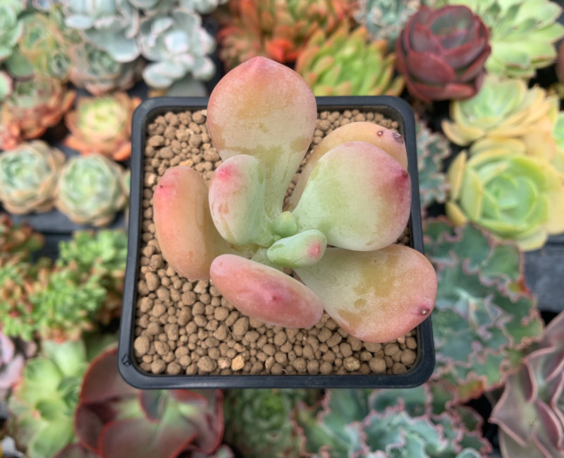 Pachyphytum 'Doctor Cornelius' 2" Succulent Plant – True Succulents ...
