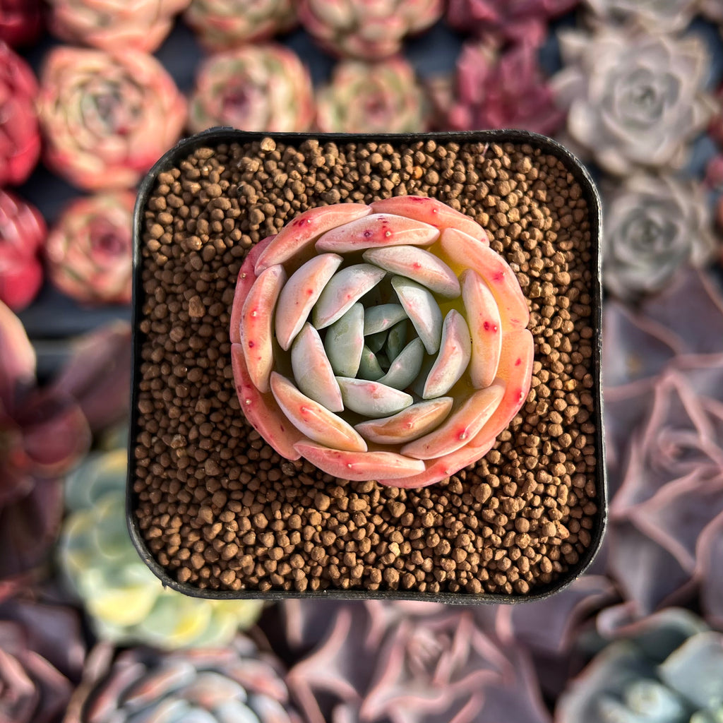 Echeveria 'Apple Grace' 1" Succulent Plant – True Succulents Plant Co.