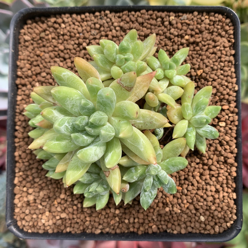 Pachyveria 'Bellgrave' Cluster 2"-3" Succulent Plant – True Succulents ...