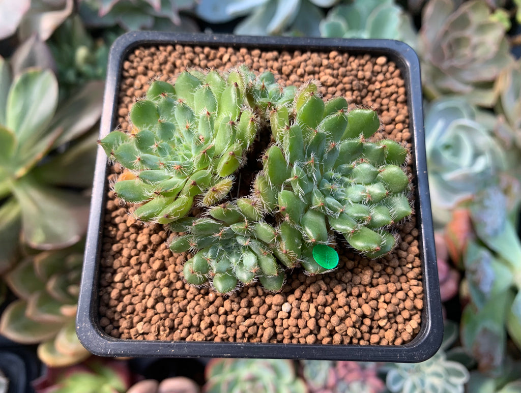 Echeveria 'Wooly Rose' 1" Succulent Plant – True Succulents Plant Co.