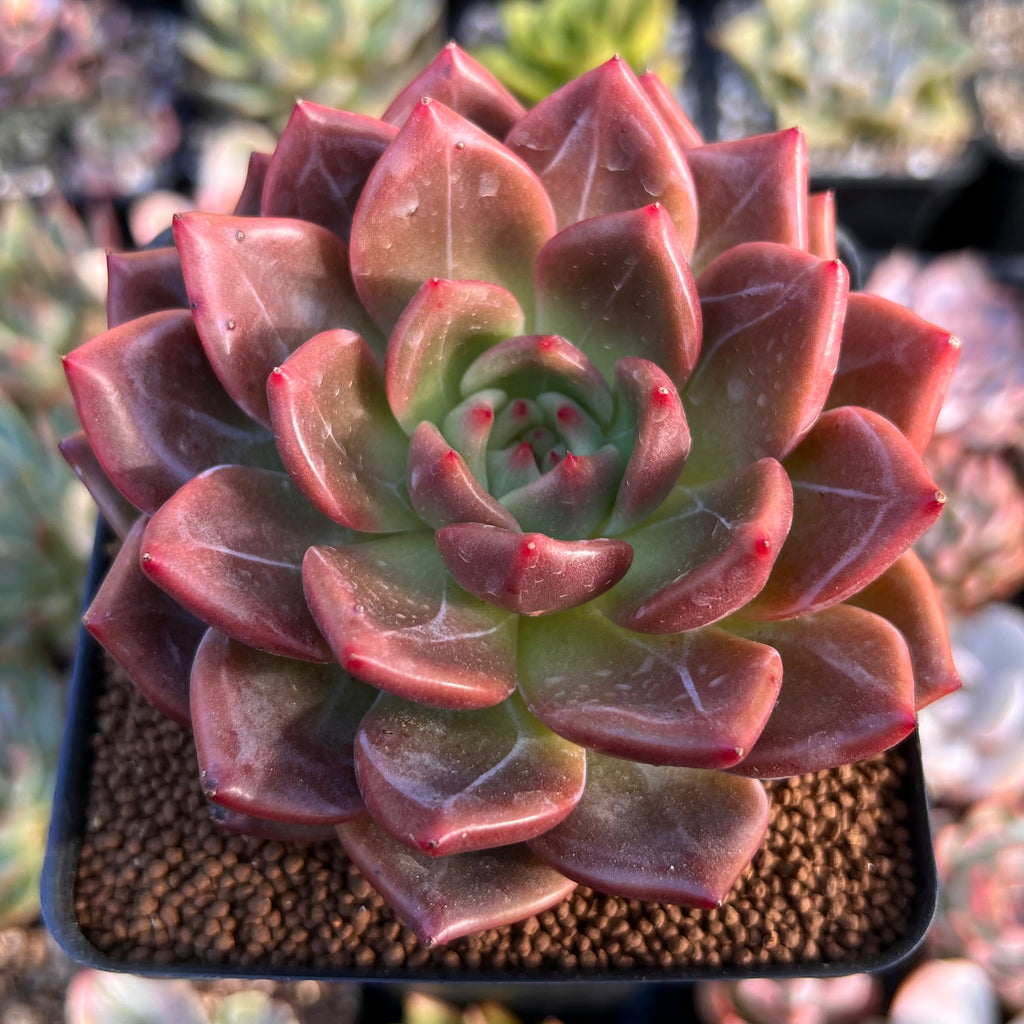 Echeveria 'Sharman' 3" Succulent Plant – True Succulents Plant Co.