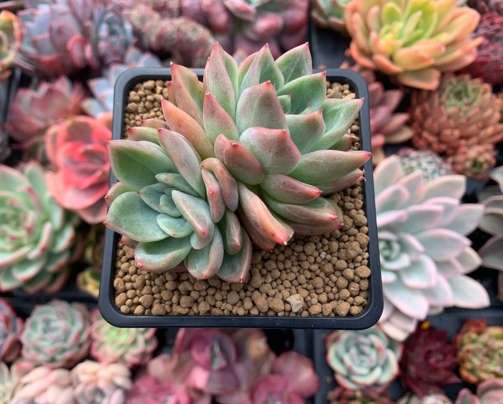 Echeveria 'Snow Elian' 2" Cluster Succulent Plant – True Succulents ...