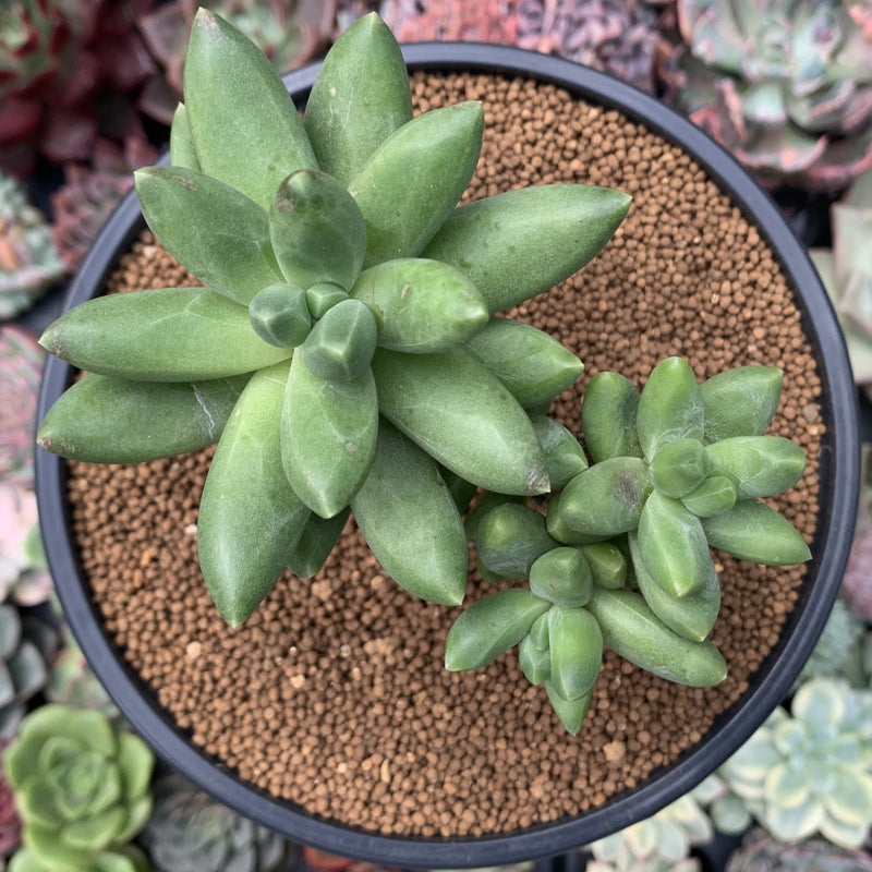 Pachyphytum 'Compactum' 5" Succulent Plant – True Succulents Plant Co.