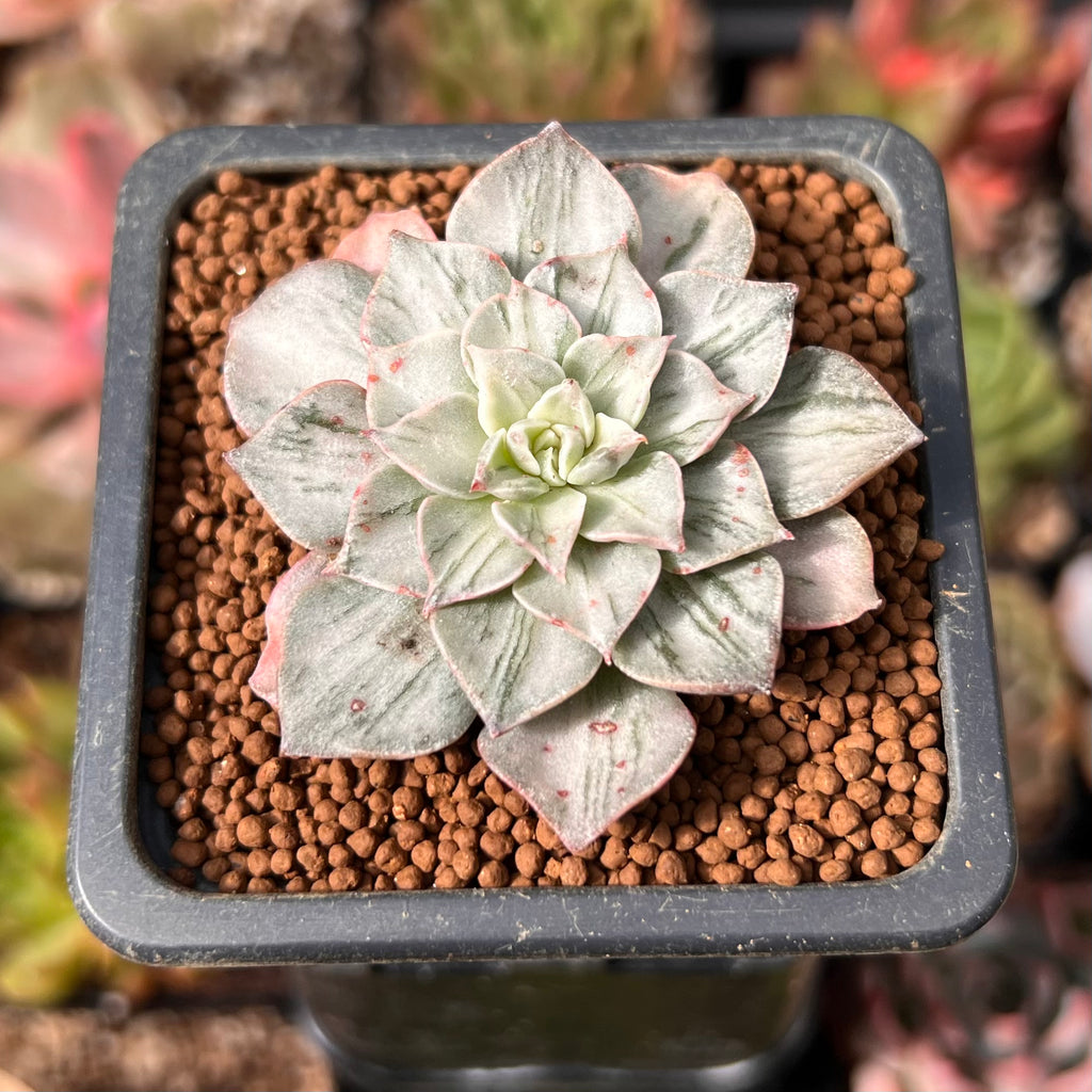Graptopetalum 'Bellus' Variegated 1" Succulent Plant – True Succulents ...