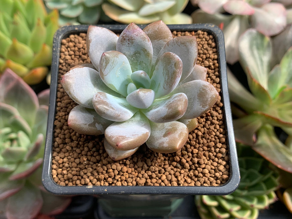 Pachyphytum cv 'Frevel' Hybrid 2" Succulent Plant – True Succulents ...