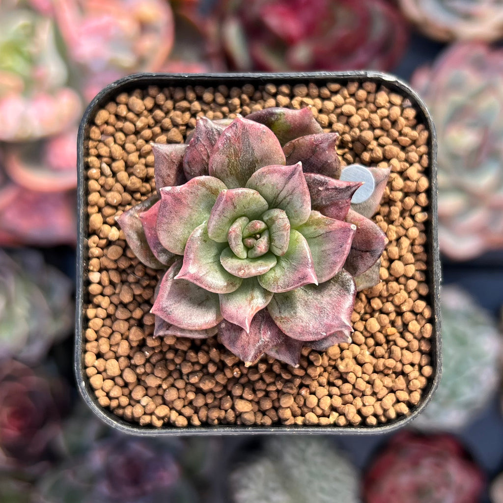 Echeveria 'Silver Prince' Variegated 1" (Expert Only) Succulent Plant ...