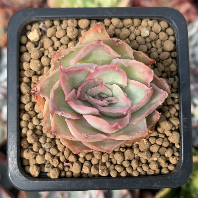 Echeveria 'Santa Barbara' 1" Succulent Plant – True Succulents Plant Co.