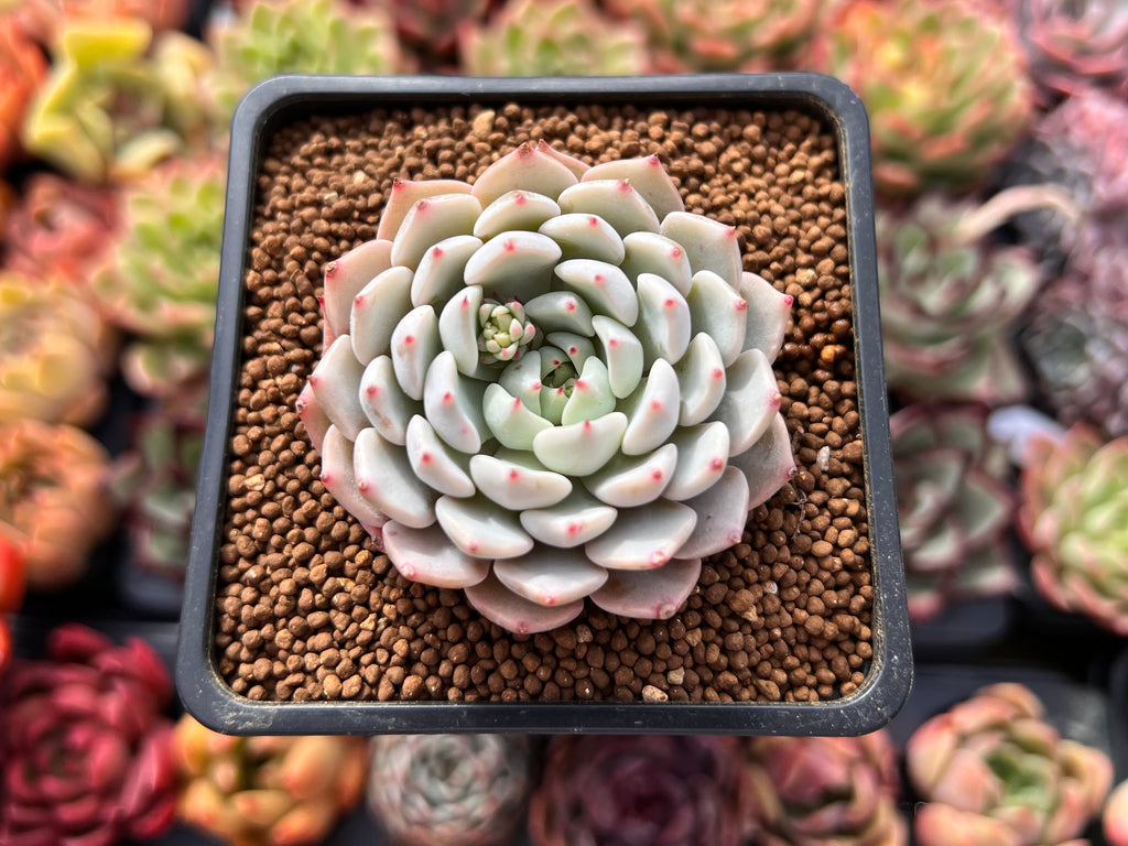 Echeveria 'White Zaragoza' 2" Succulent Plant – True Succulents Plant Co.