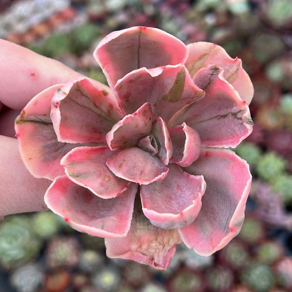 Echeveria ‘Pink Angel' Variegated 2" Succulent Plant – True Succulents ...