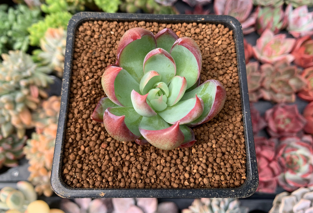 Echeveria 'Casio' 1" Succulent Plant – True Succulents Plant Co.