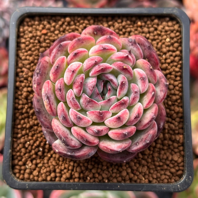 Echeveria 'Marcel' 2" Succulent Plant – True Succulents Plant Co.
